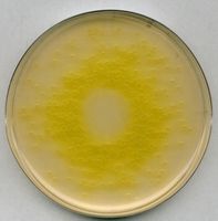 pseudomonas selective agar