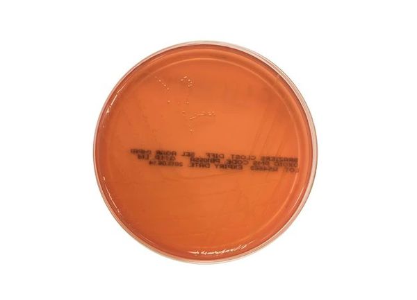 PB0218A - Clostridium Difficle Selective Agar, 10 pc/PAK | Analytics-Shop