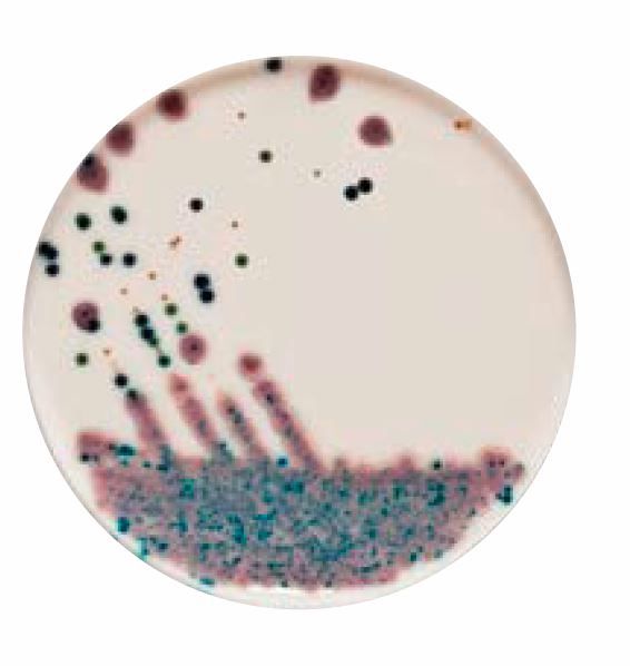CM1002B - Brilliance Candida Agar Base 500G | analytics-shop.com