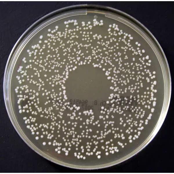 Agarplaat Milliflex Oasis® Media Plate Prefilled With R2A Agar